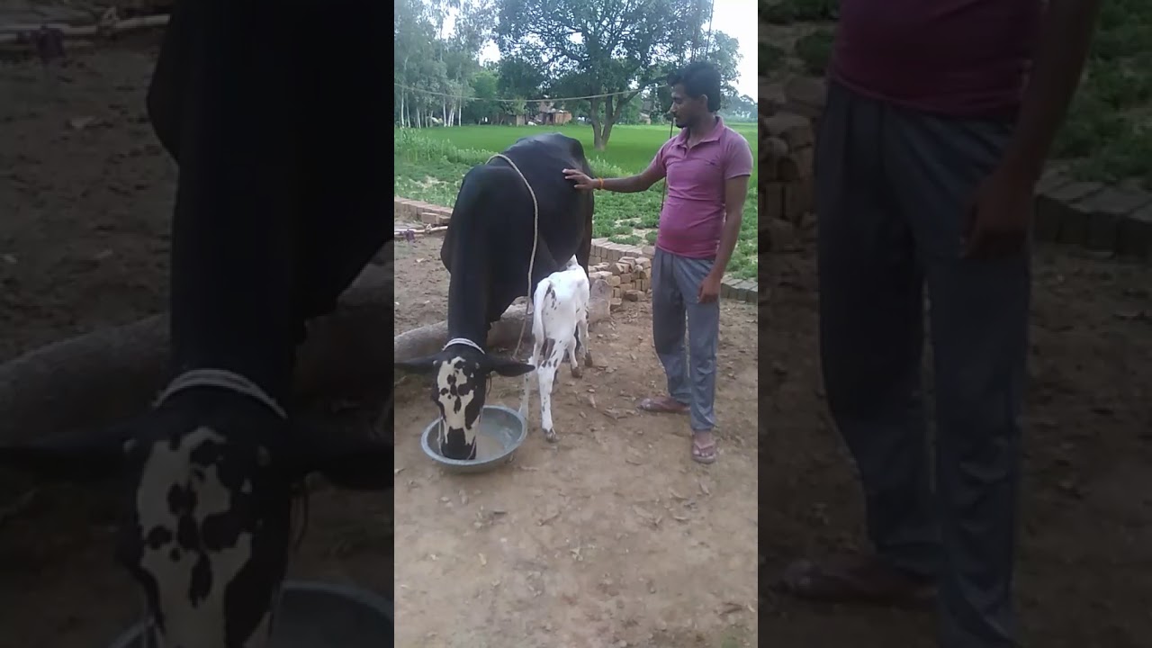 Nishad Raj - YouTube