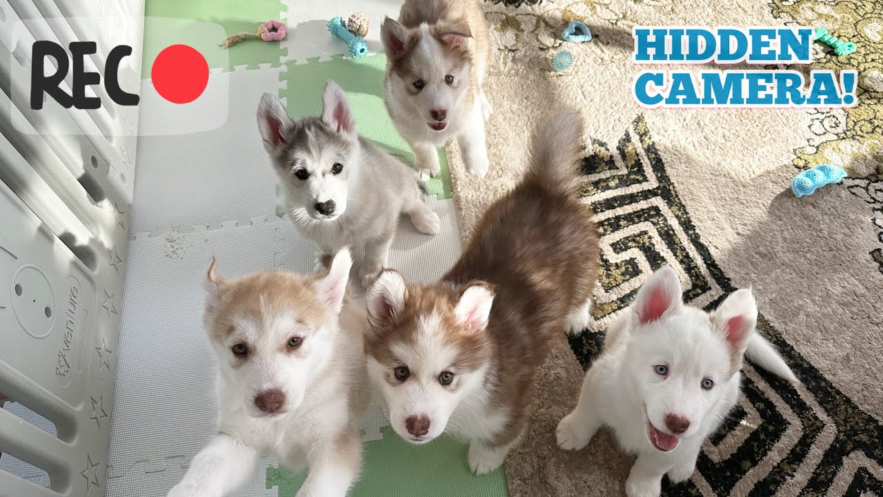What 6 Husky Puppies Get Upto When Left Unattended!😂. [HIDDEN CAMERA ...