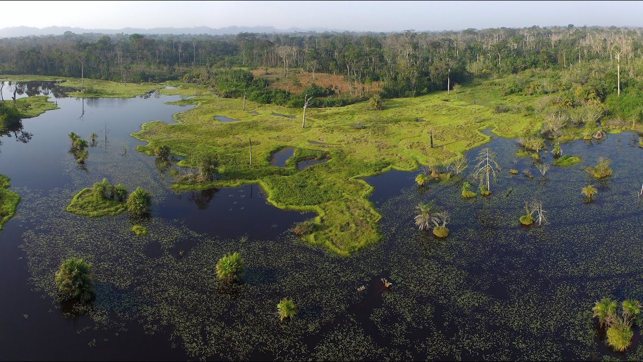 Forêt classée du Moyen Cavally - Drone - Côte d'Ivoire - YouTube