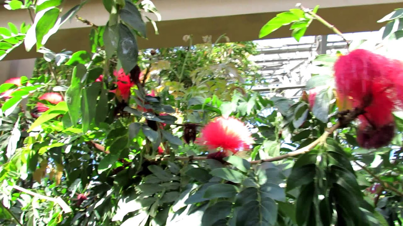 Calliandra haematocephala "Scarlet powder puff tree" at Longwood ...