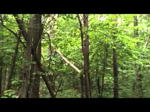 Creaking trees - YouTube