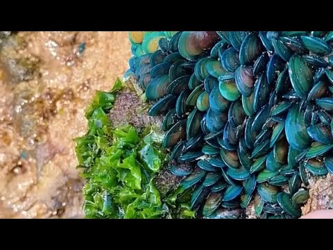 These sea green shells are so beautiful I had never seen before ️have ...
