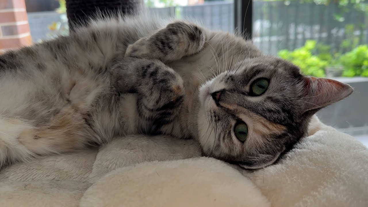 Please pat my belly? Cute cat wants pats - YouTube