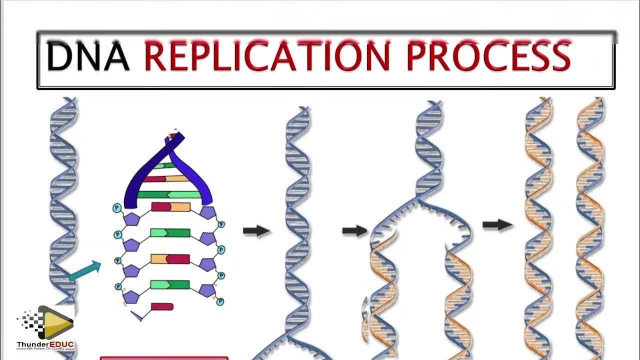 Copy of DNA REPLICATION (DNA CODE OF LIFE): GRADE 12 LIFE SCIENCES BY M ...