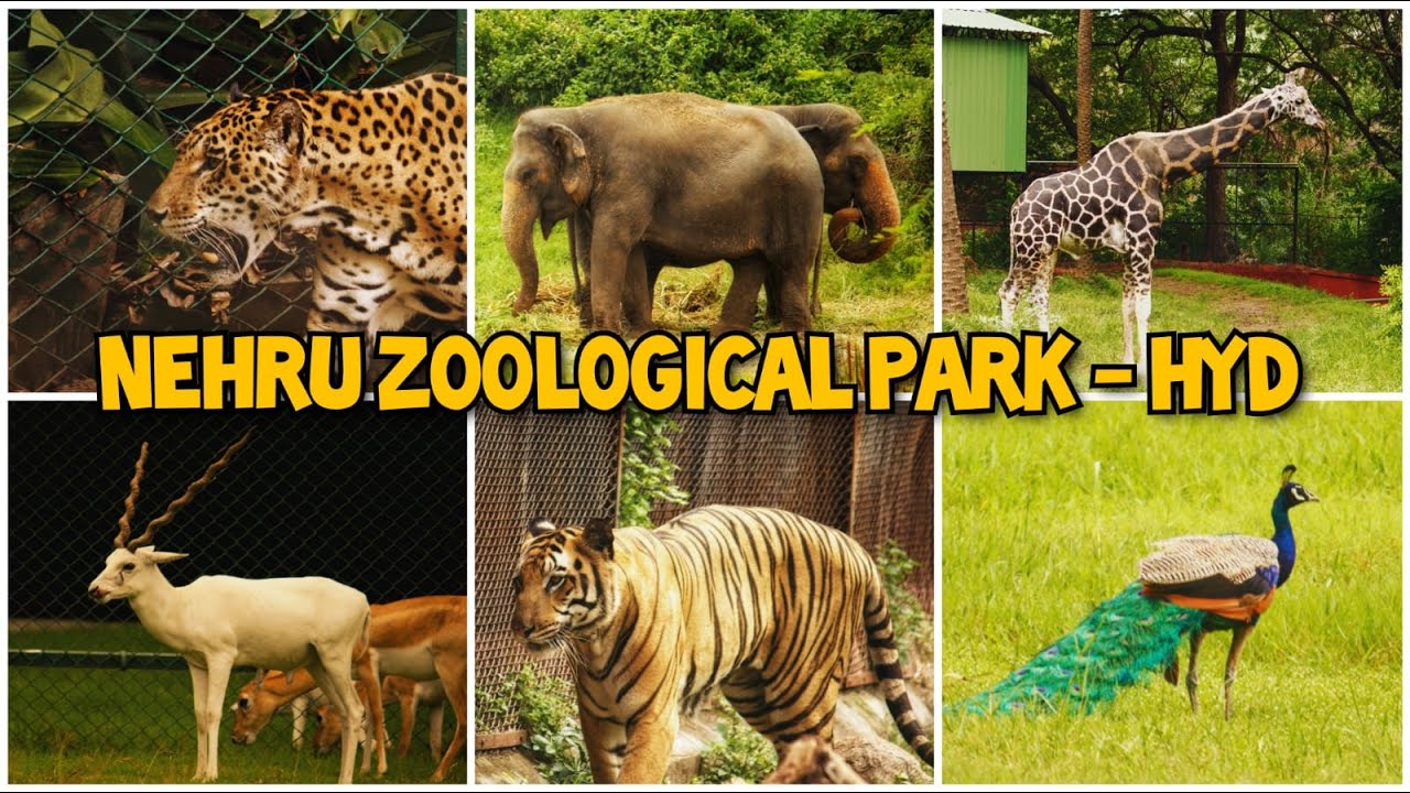 Nehru Zoological Park Hyderabad - 4K | HYD Zoo Park Safari - YouTube