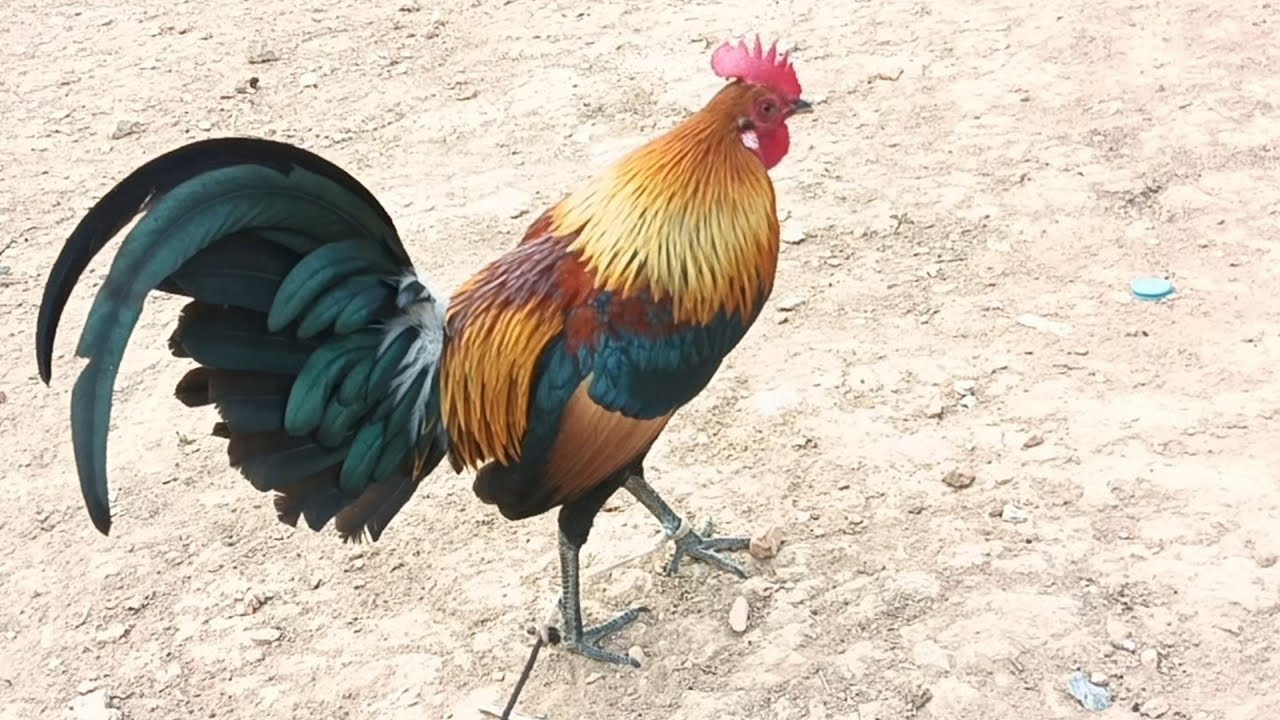 Qaib Dib Daj f3...17/2(2025 - YouTube