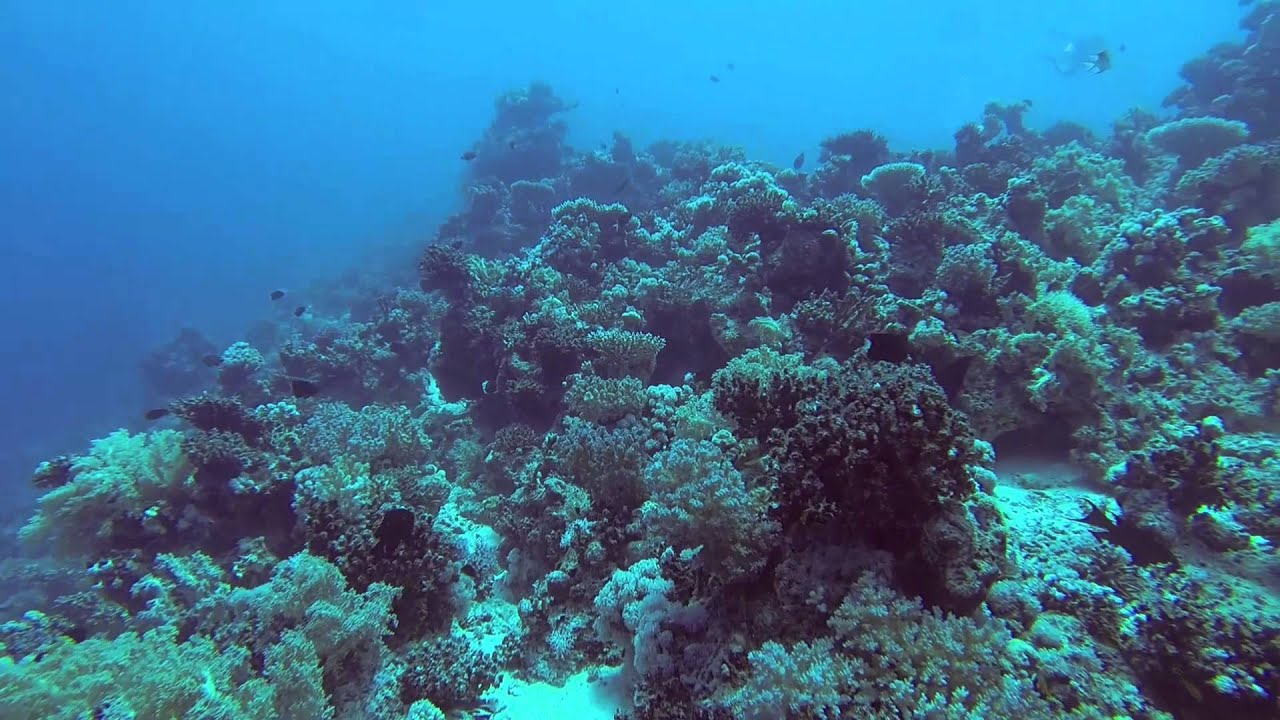 Carless Reef letzter Tauchgang - YouTube