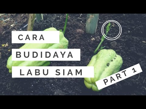 Budidaya labu siam pdf compressor - dinowes