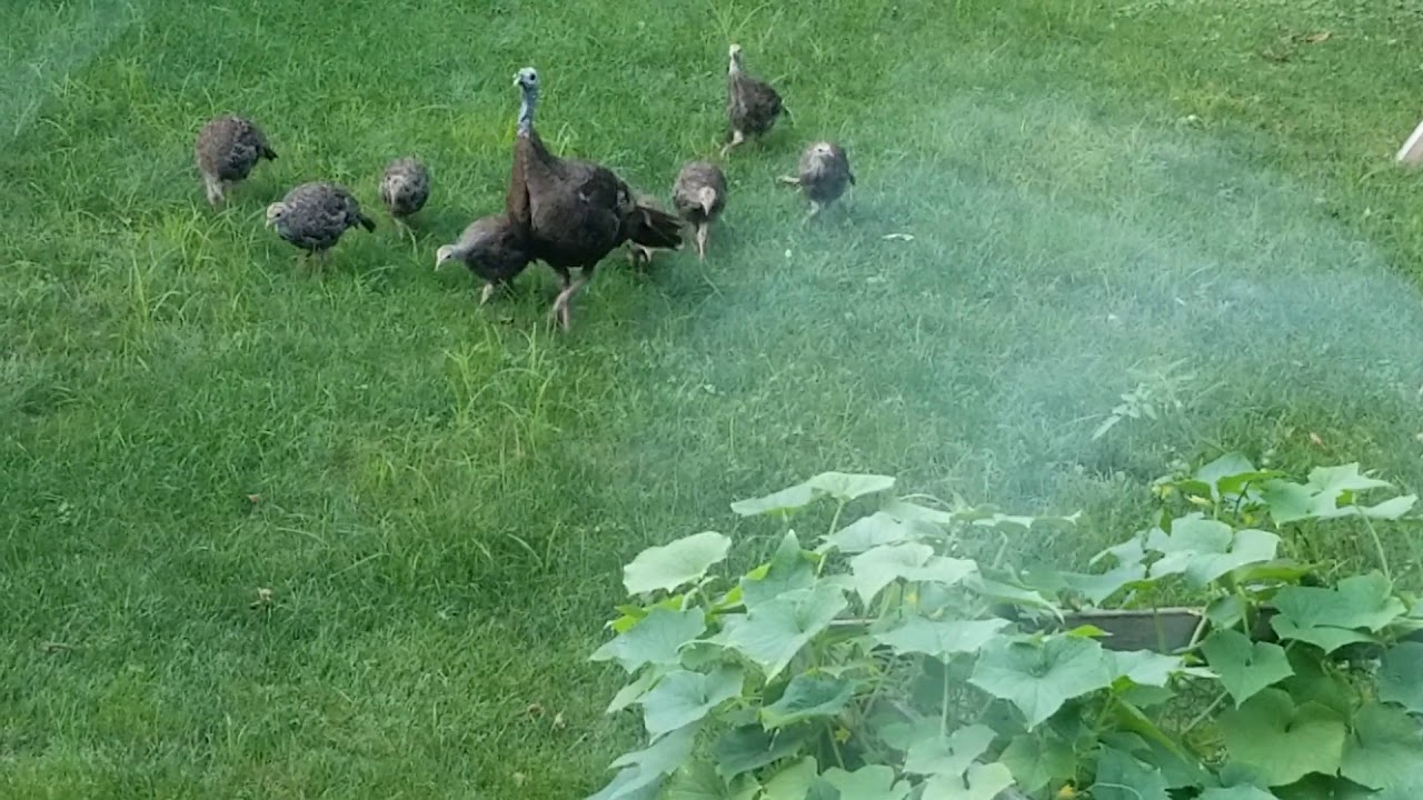 Backyard Turkeys - YouTube