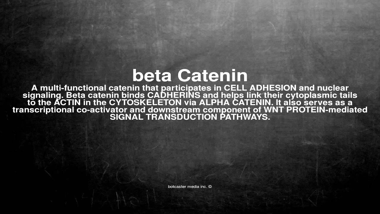 Medical vocabulary: What does beta Catenin mean - YouTube