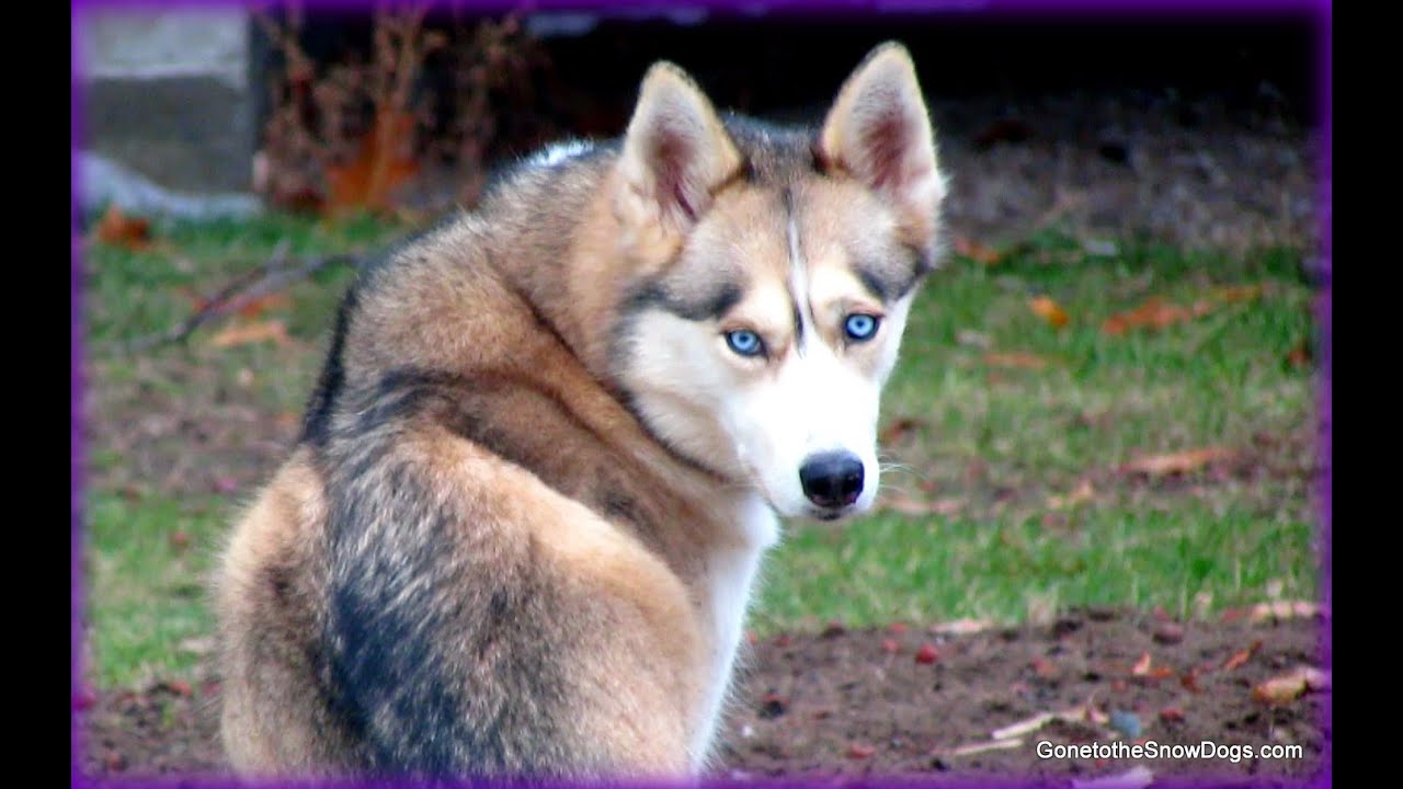 Siberian Husky Storm Predictor! - YouTube