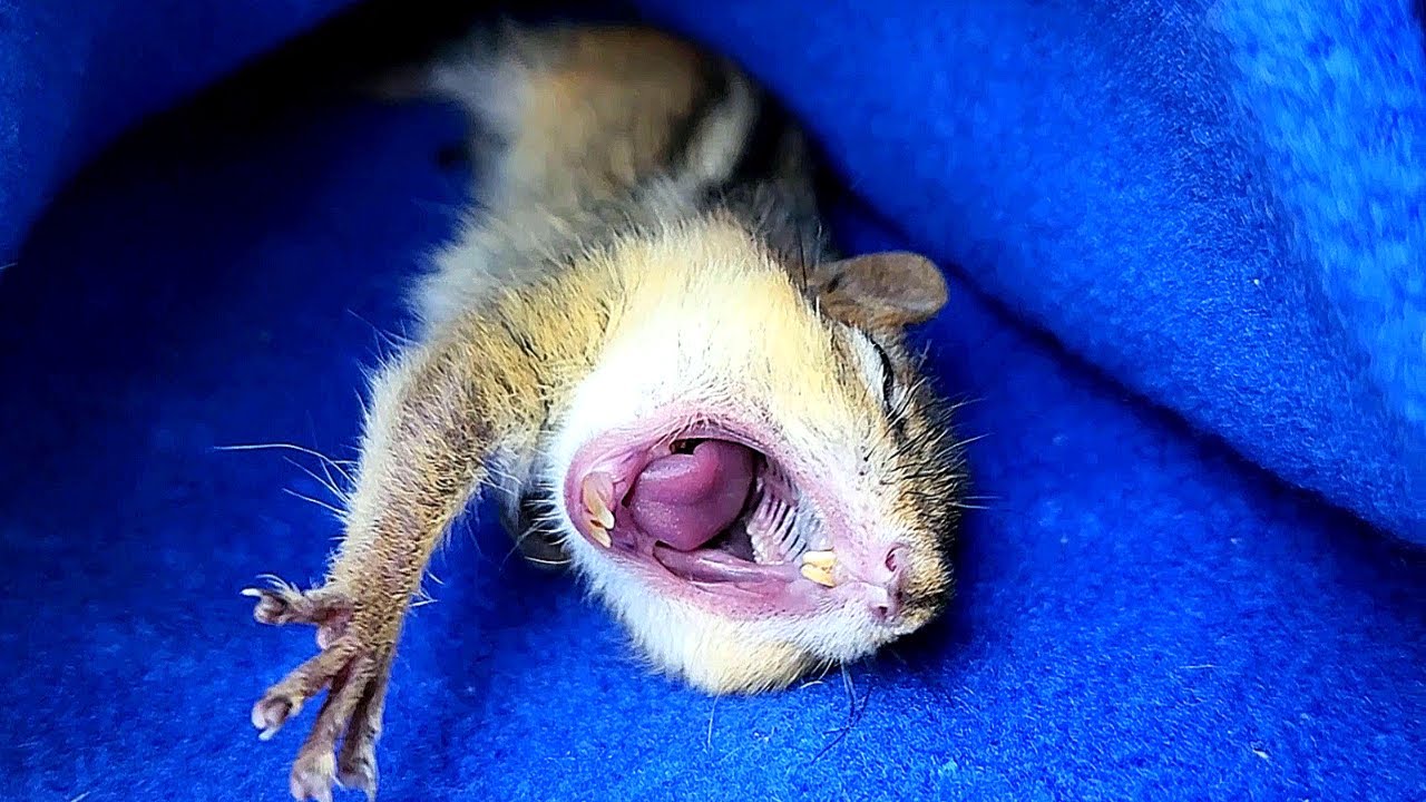 하품과 기지개도 잘하는 아기다람쥐 루이 "Yawning And Stretching" A Baby Chipmunk Lui Does ...