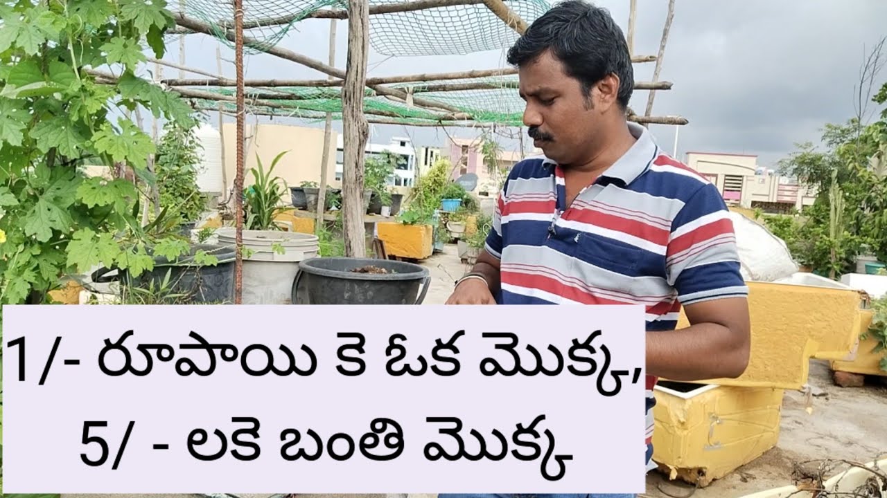 1/- రూపాయికే టమోటామిర్చి, మొక్కలు 5/- బంతి మొక్క , #nursary #vegetable ...