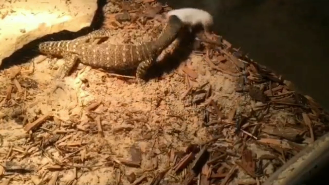 Argus Monitor Lizard - Varanus Panoptes - YouTube