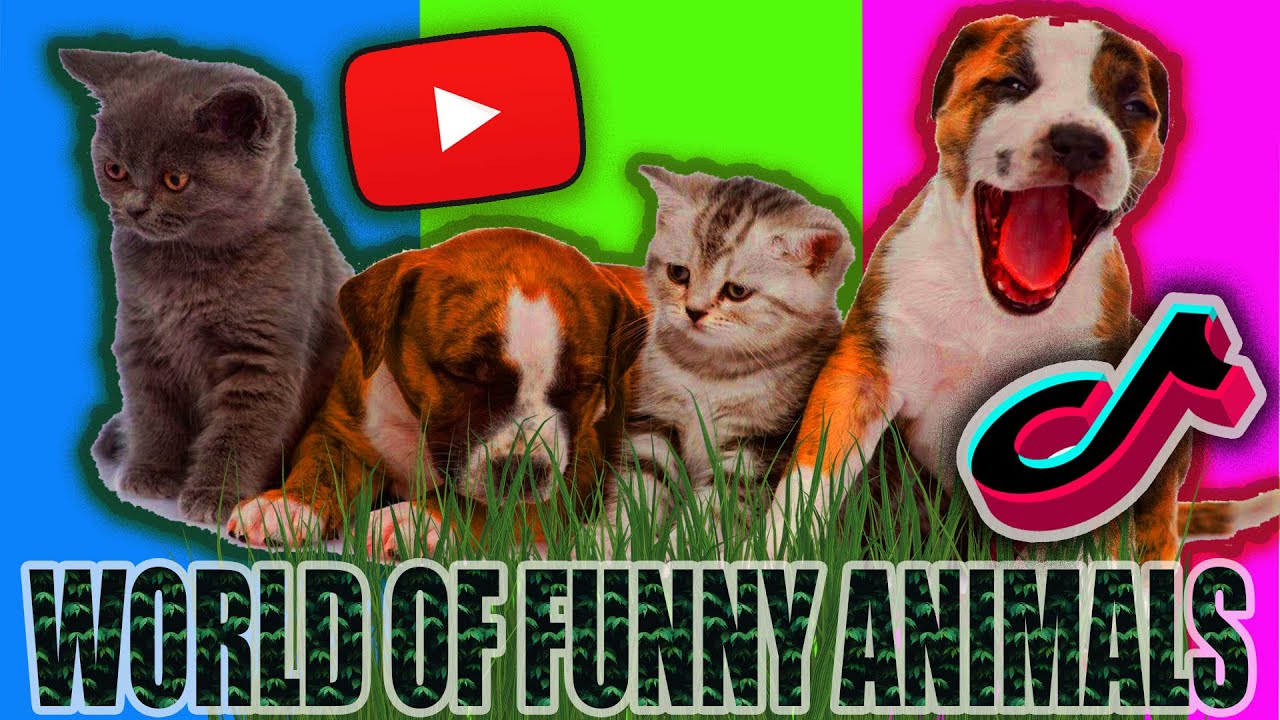 Funny Animal Compilation 2022 | Funniest Dogs and Cats #4 - YouTube