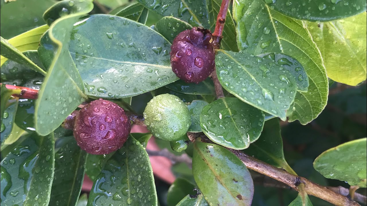 Strawberry Cherry Guava, still outside at the end of October and fruits ...