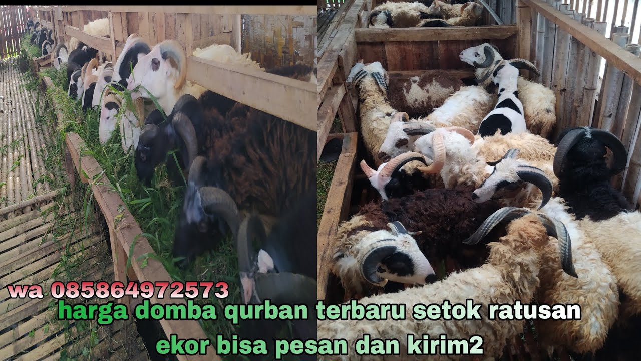 Harga domba terbaru domba garut jumbo Priangan tanduk super persiapan ...