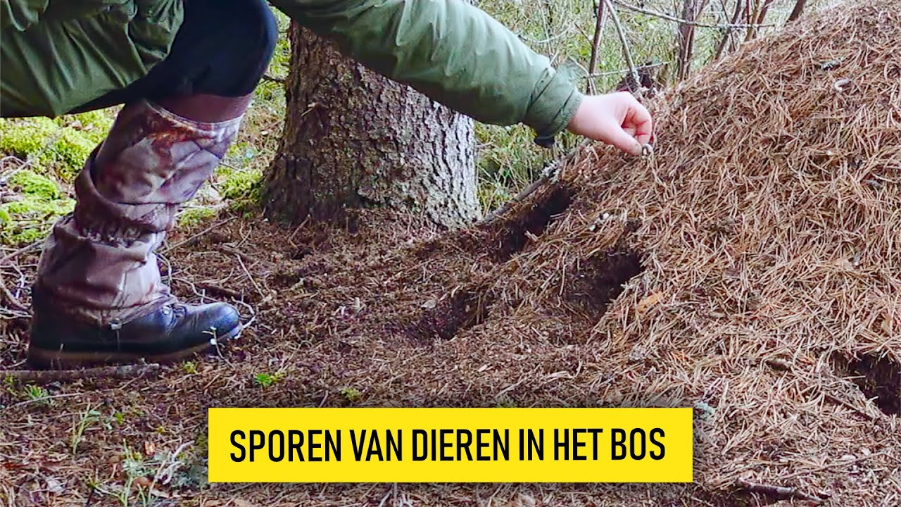 Sporen van dieren in het BOS - YouTube