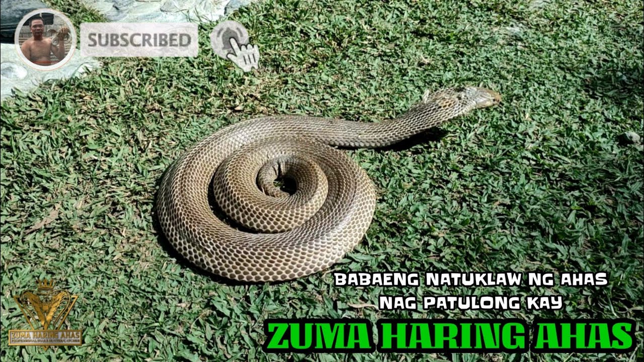 BABAENG NATUKLAW NG AHAS NAG PATULONG KAY ZUMA| ZUMA HARING AHAS - YouTube