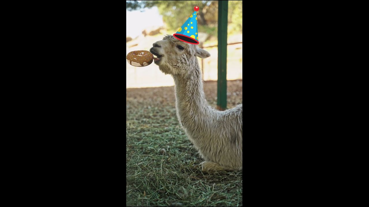 Funny animals. Llama lol. Animal sounds: cat, dog, llama. - YouTube