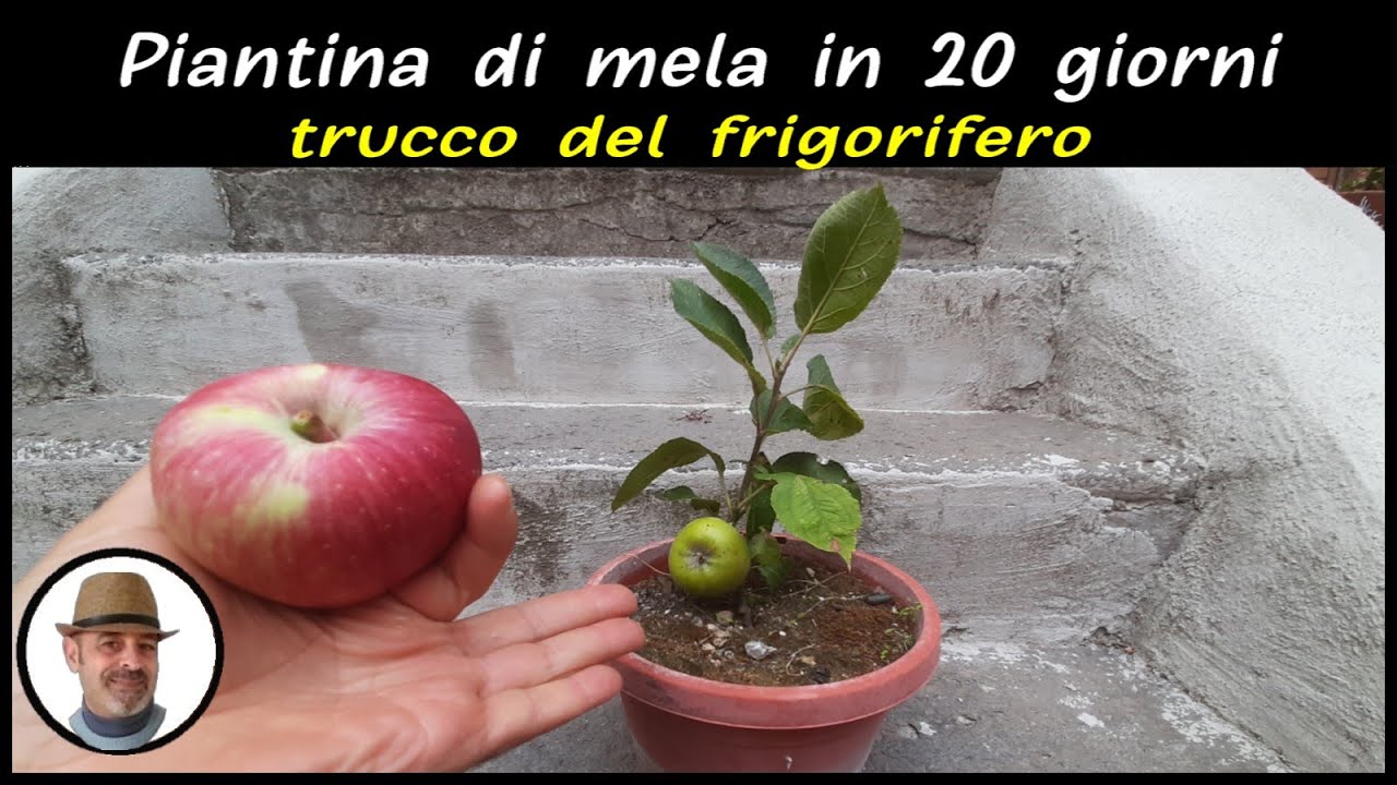 dal seme di mela alla pianta in 20 giorni (PLANTA DE MANZANA EN 20 DIAS ...