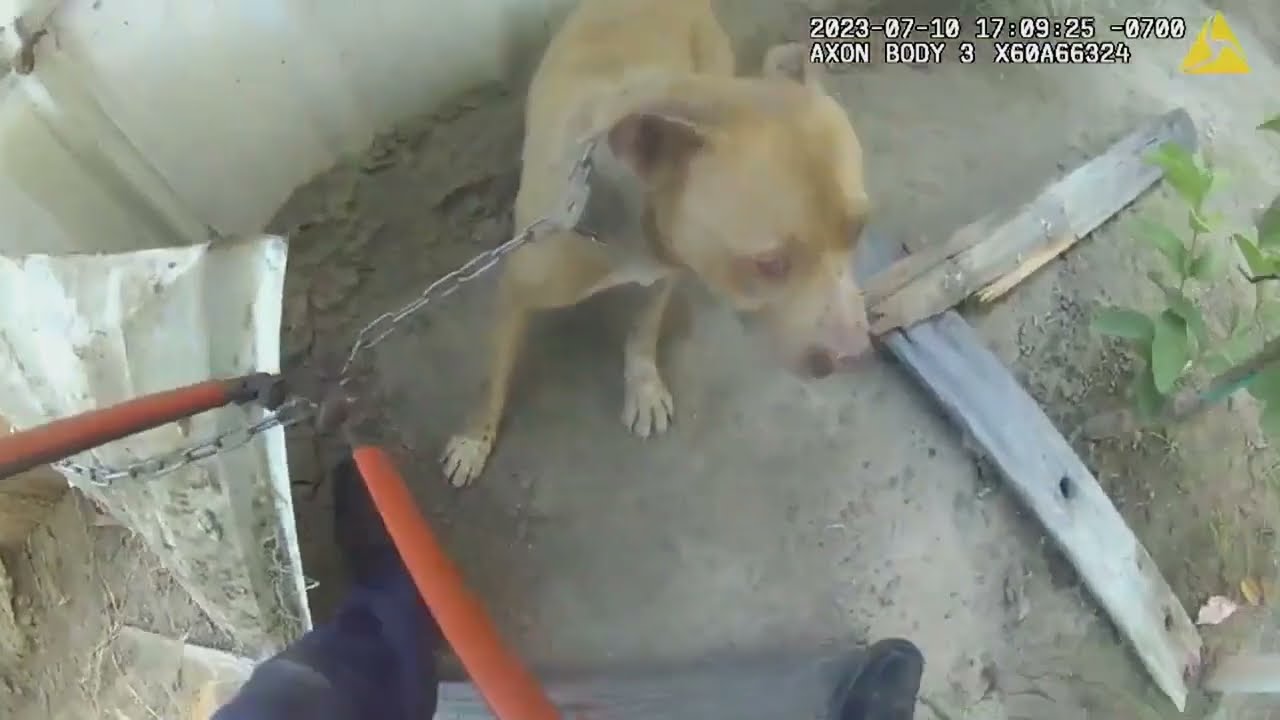 When Cops RESCUE Dogs From EVIL People - YouTube