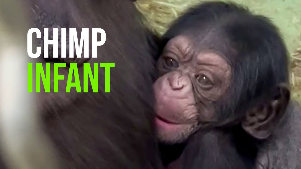BIOPARC Valencia Announces the Joyful Birth of a Chimpanzee - YouTube