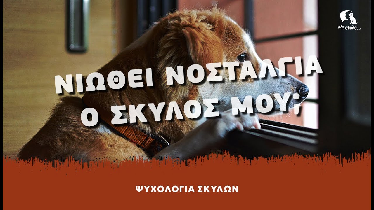 ΨΥΧΟΛΟΓΙΑ ΣΚΥΛΩΝ #10 - Νιώθει νοσταλγία ο σκύλος μου; Του λείπω; - ΜΙΛΑ ...