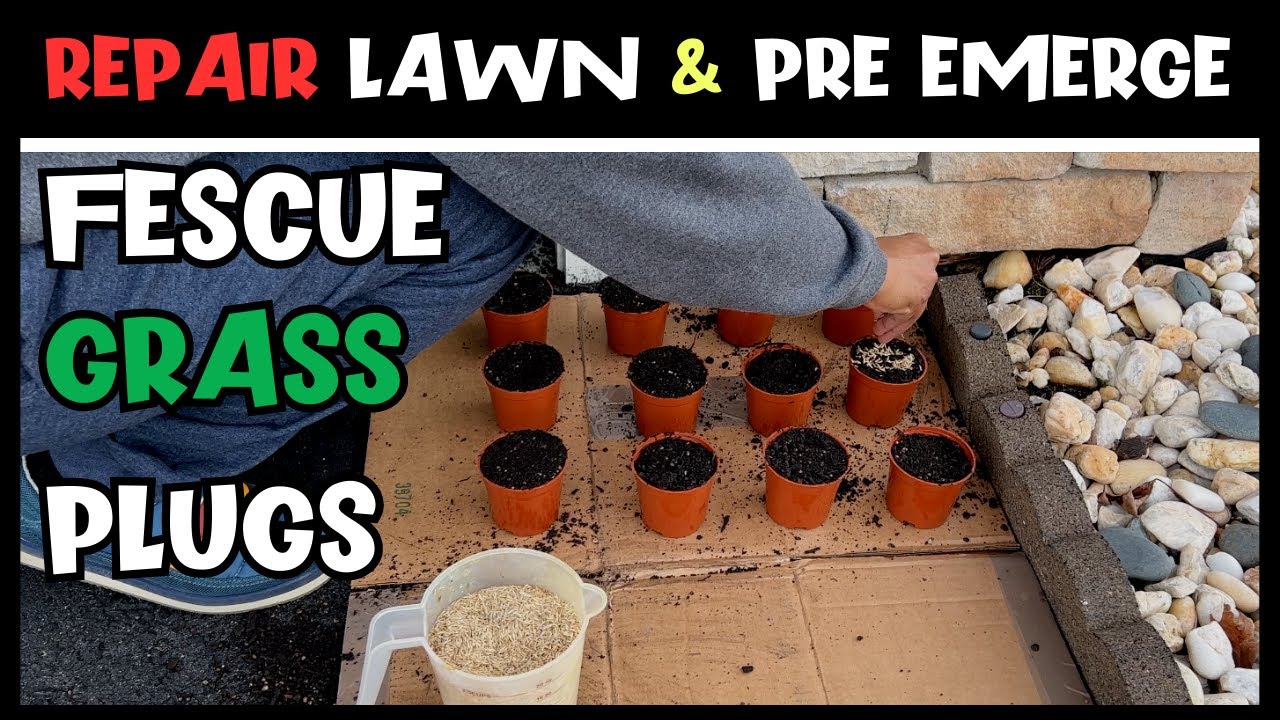 How To Grow Grass For Lawn Repair | Rtf Grass Plugs - YouTube