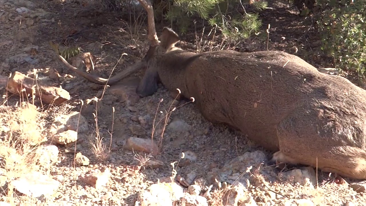 CLUB RAMIDOGG DEER HUNTING IN MOJAVE NATIONAL PRESERVE 10/31/17 - YouTube