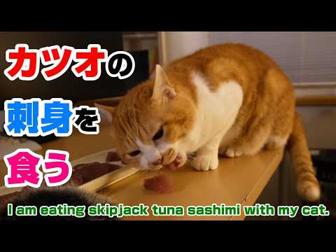 猫と晩酌。元野良猫のオイオイと一緒にカツオの刺身を食べる。外猫が遊びに来る。咀嚼音や夜の虫の鳴き声などASMR動画。
