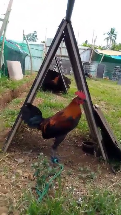 SUPER BROWN RED MT BANAHAW LINES, HULUGAN JULY RELEASE. - YouTube