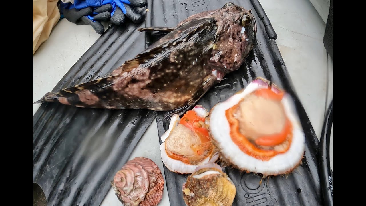 North Coast Catch and Cook Cabezon and Scallop Cioppino - YouTube