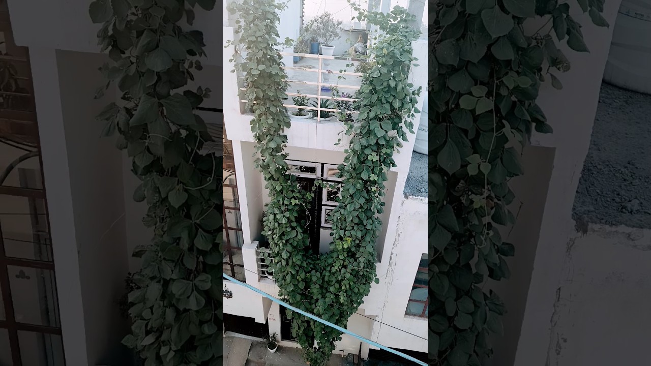 Plants hi plants hongy ☘️ #nature #environment #love #shorts - YouTube