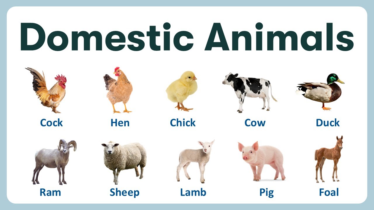 Domestic Animals in English | List of Most Common Farm Animals with ...