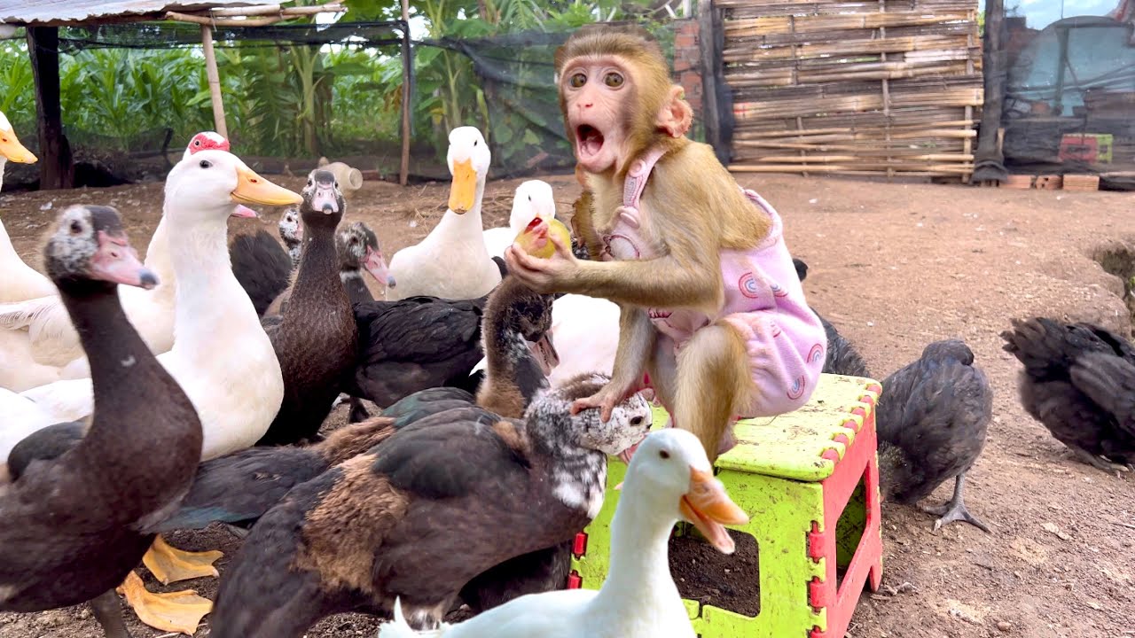 Monkey BiBi was born and raised with chickens and ducks - happy to see ...