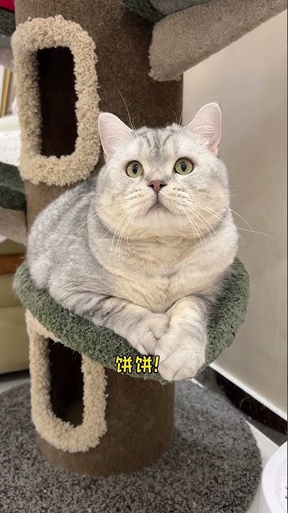 我越来越怀疑我的猫是人变得了🤣🤣你们帮我看看我养的是猫吗?猫咪 抖音 Youtube