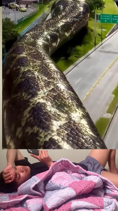 Wow😱😱Amazing legends snake king anaconda #preytrestv #anaconda #art #snake #shorts - YouTube