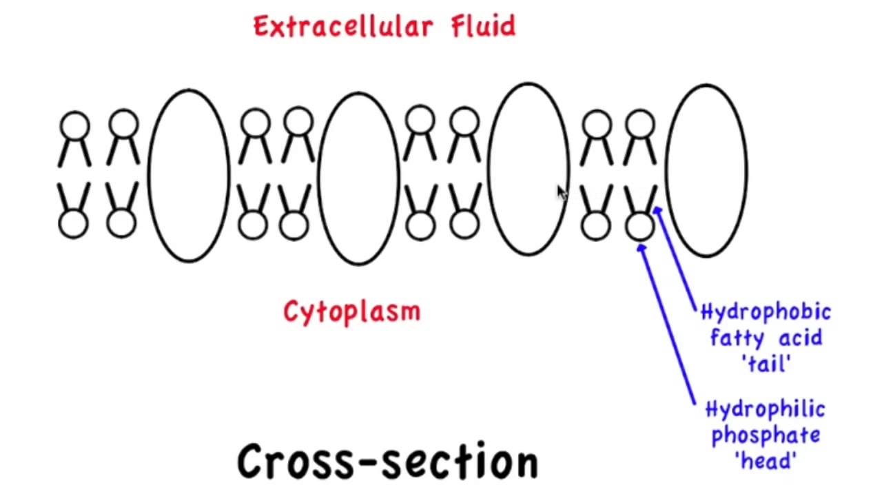 1.3 Amphipathic properties of membrane proteins - YouTube