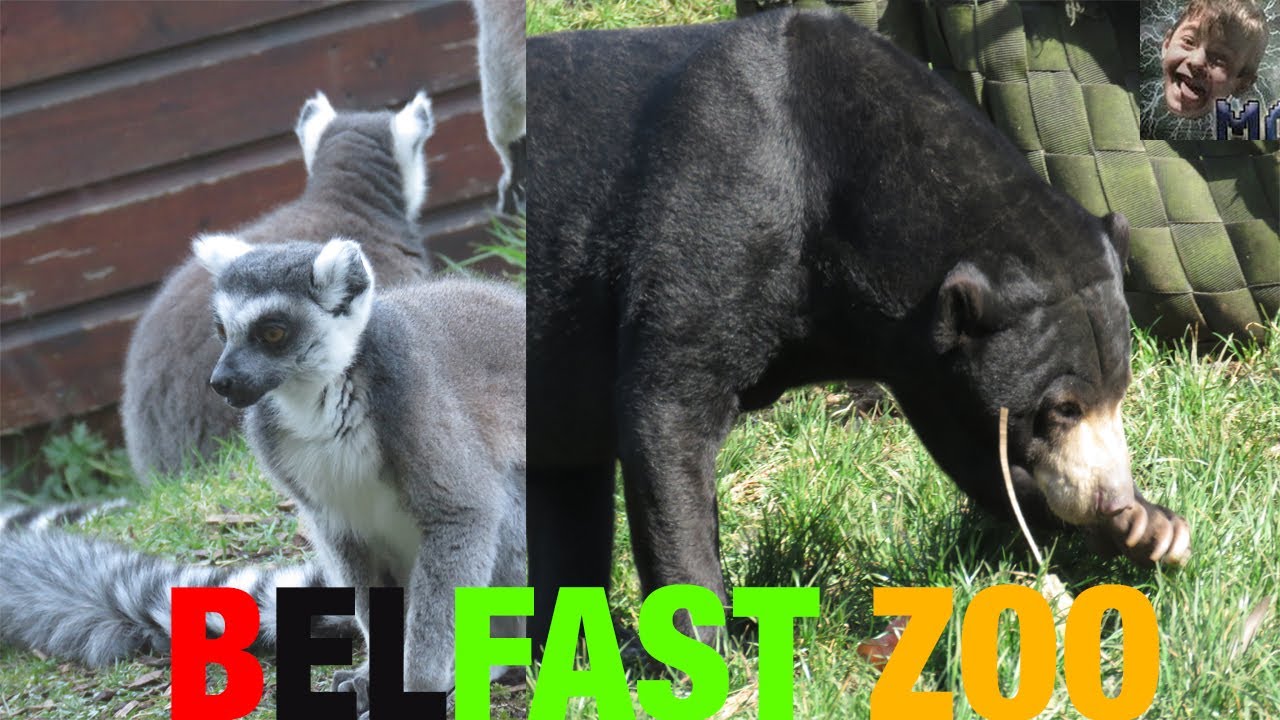 BELFAST ZOO amazing animals 2019 northen ireland march 30th max carroll ...