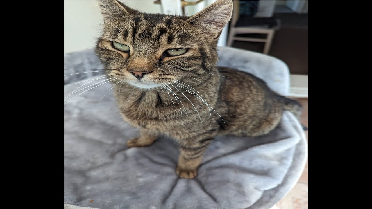 Rupert's 4chan adventure - YouTube