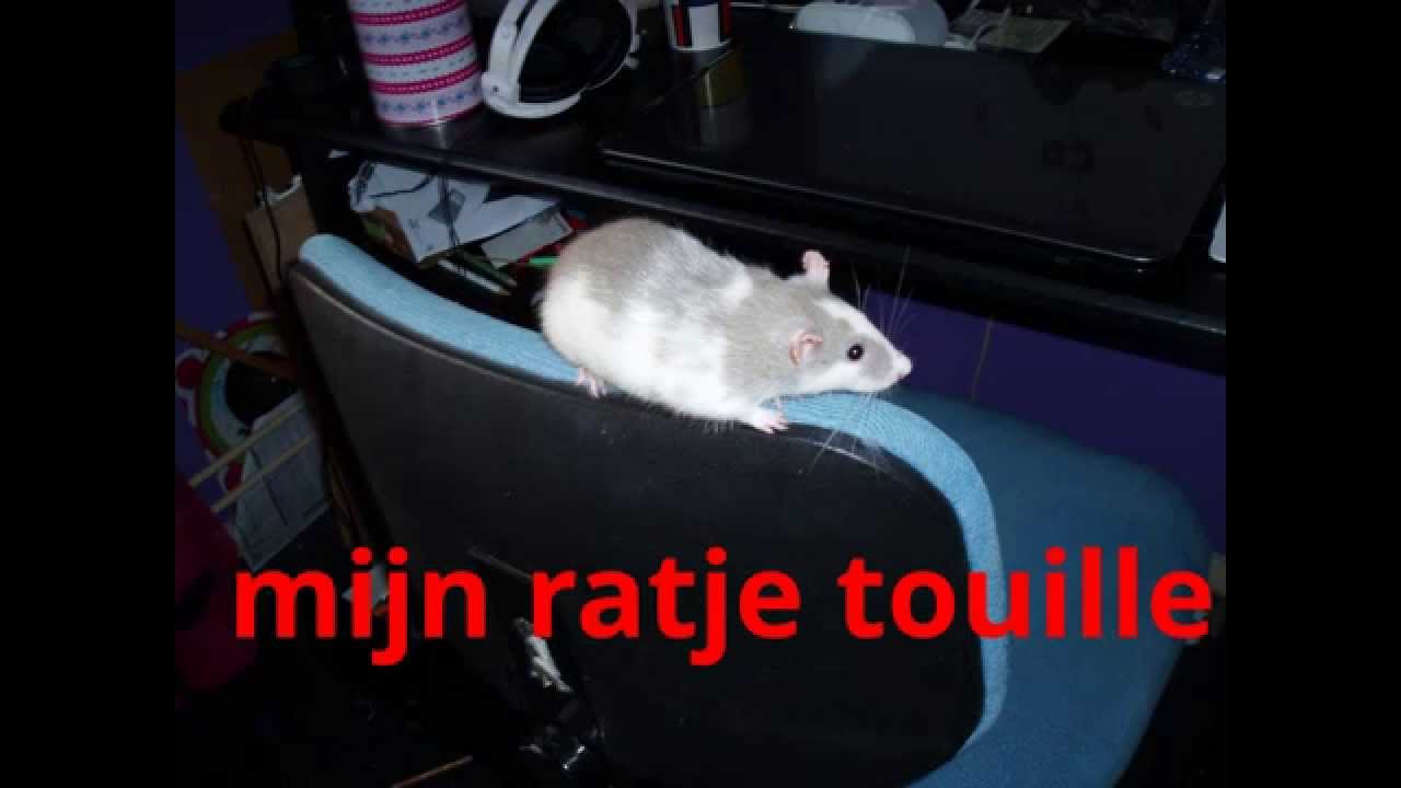 hoe leer je je ratje springen 8 stappen - YouTube