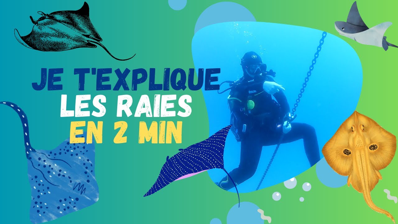 Les raies en 2 minutes top chrono ! - YouTube