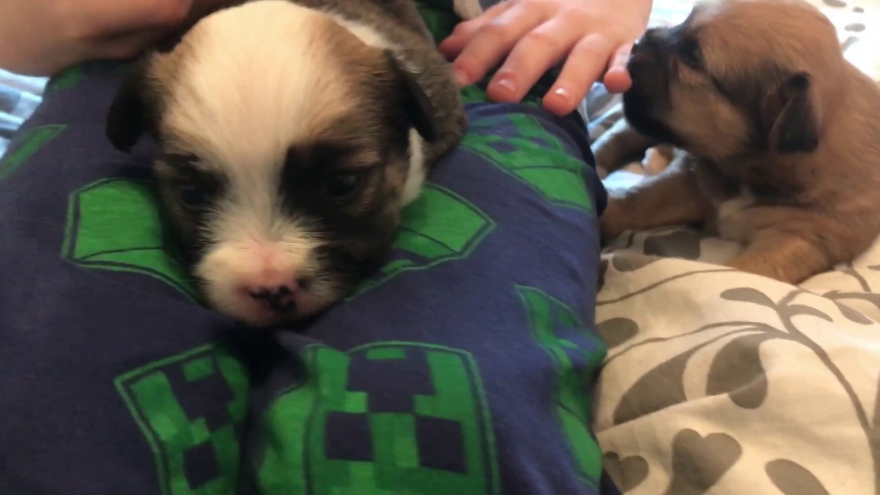 2 Small Staff / Laparatsu Mix Pups Jak Is Getting! - YouTube