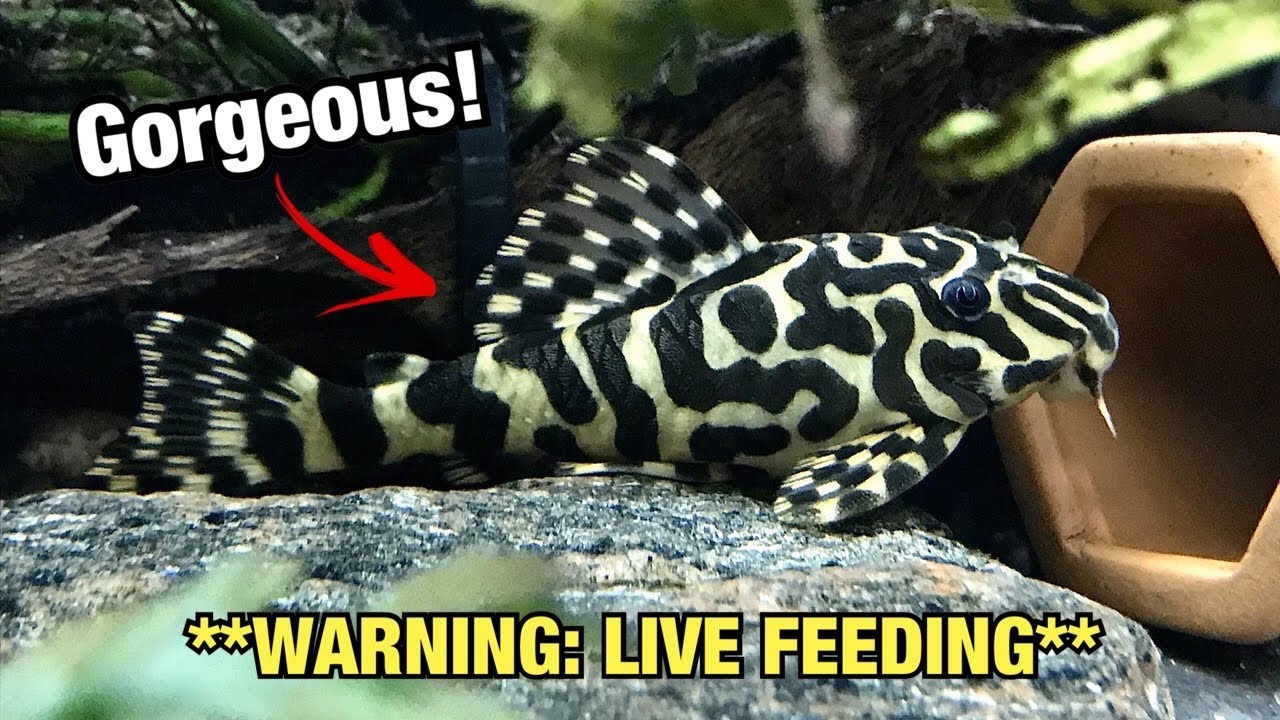 Fish Room Update: Project Reveal, L134 & L260 Pleco Fry, plus Live ...