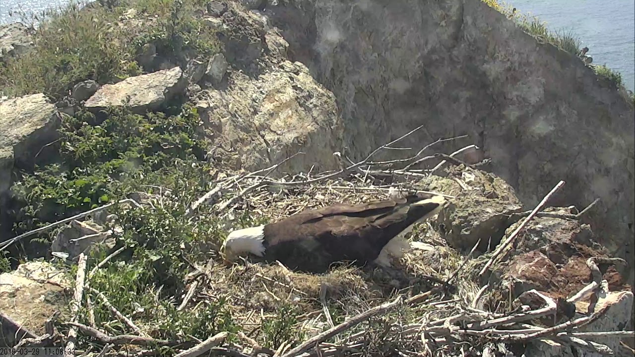 Two Harbors Bald Eagle Cam 03-29-2019 17:59:18 - 18:59:22 - YouTube