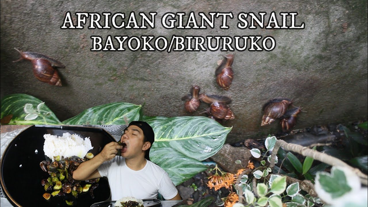 HOW TO COOK AFRICAN GIANT SNAIL WITH CURRY BAYOKO | BIRURUKO | JAPANESE ...