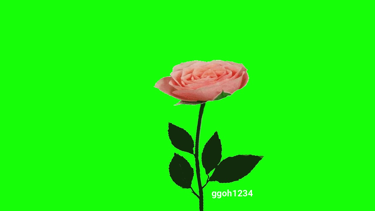 Pink Rose blooms in green screen - YouTube