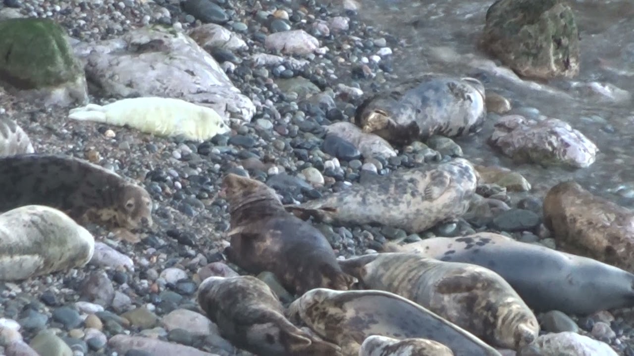 seal pup, Angel Bay, Llandudno, Wales Oct 2021 - YouTube