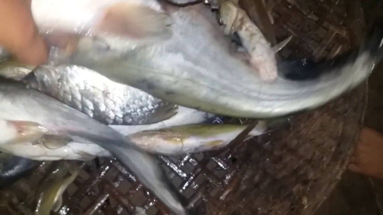 Primitive Technology - Cooking chicken and eating delicious, Primitive ...